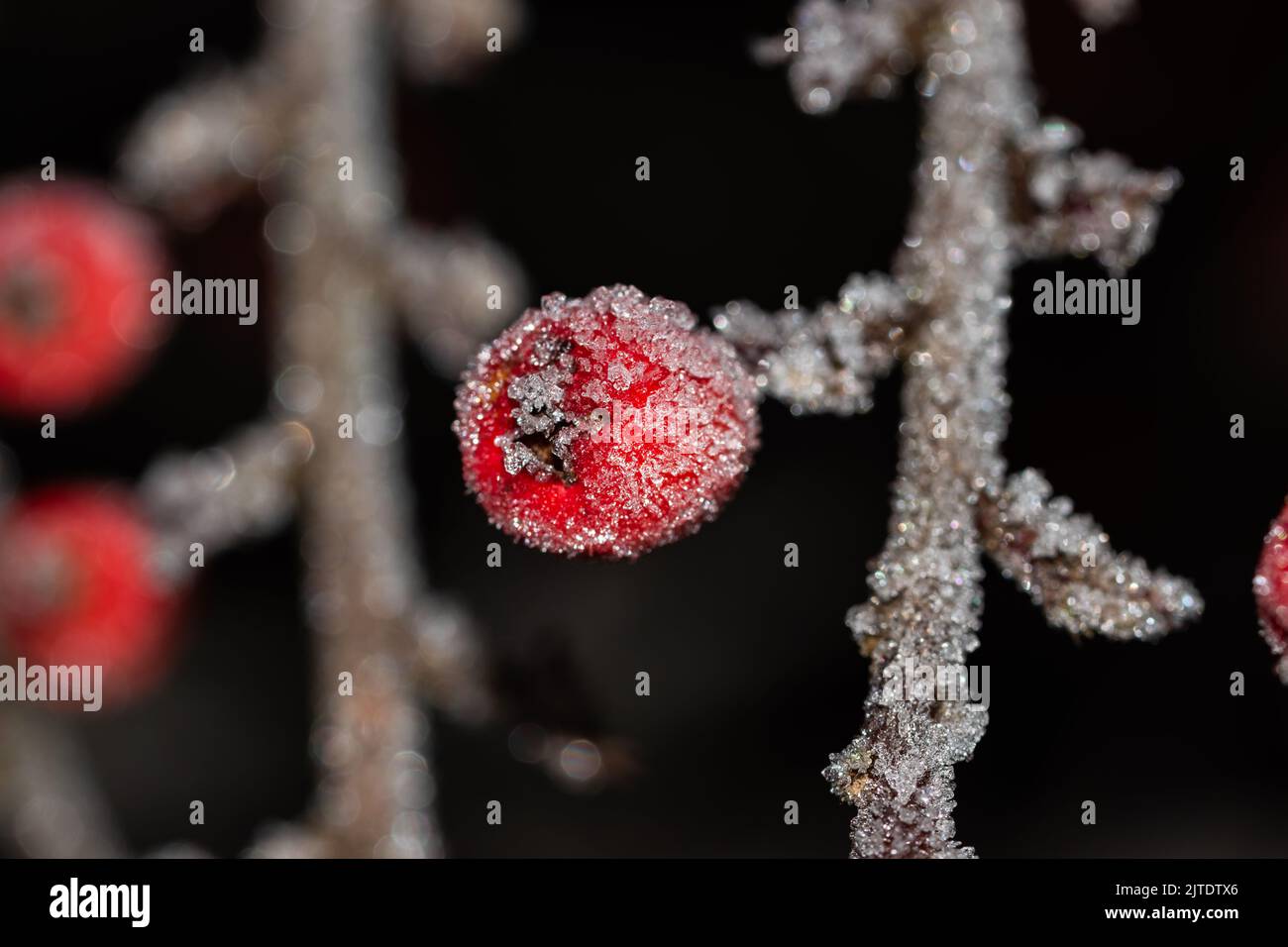 Close up of red colored frozen berries on a branch with small ice ...