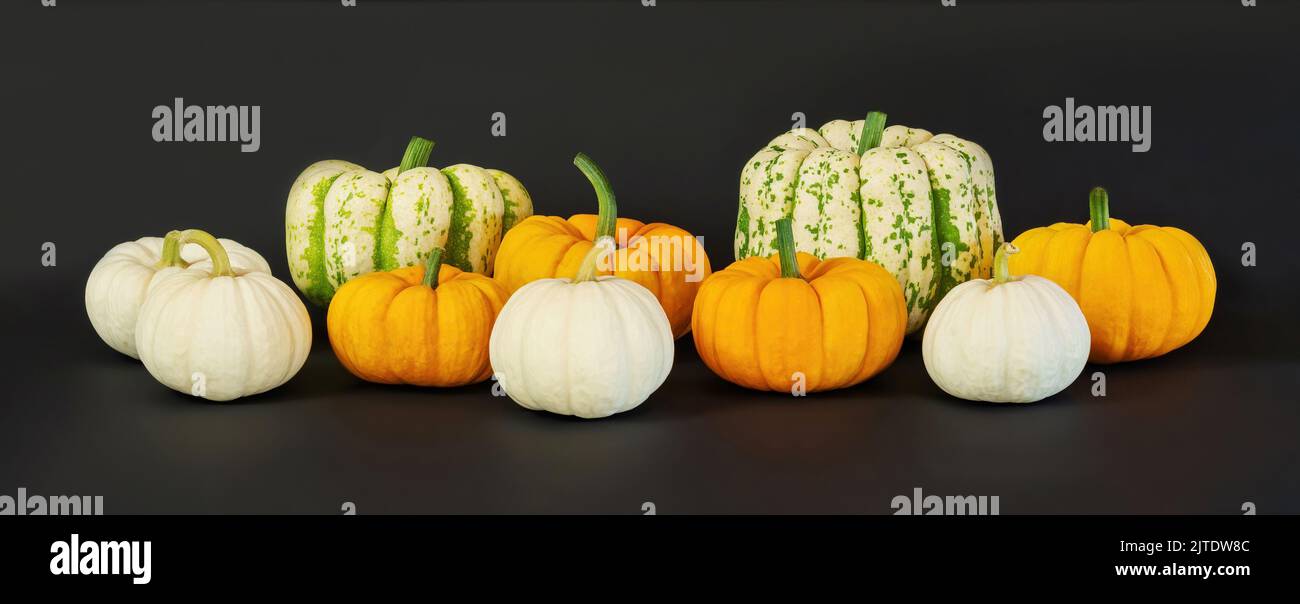 Decorative squash hi-res stock photography and images - Alamy