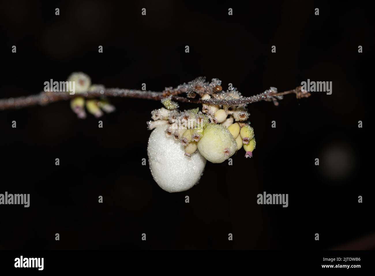 Close up of frozen white berries on the branch with small ice crystals ...
