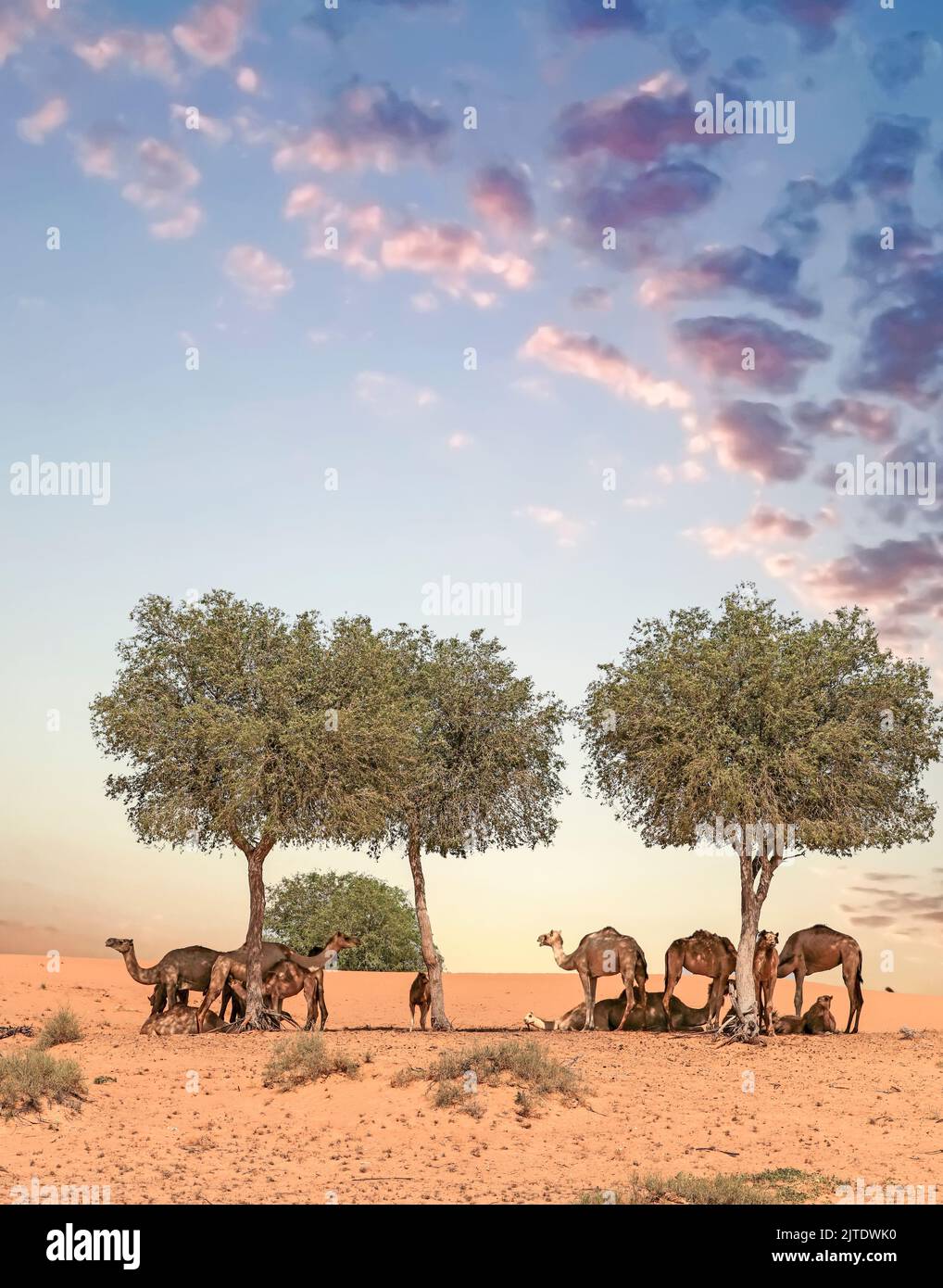 Falcon breeding played key role in Arab world Stock Photo - Alamy