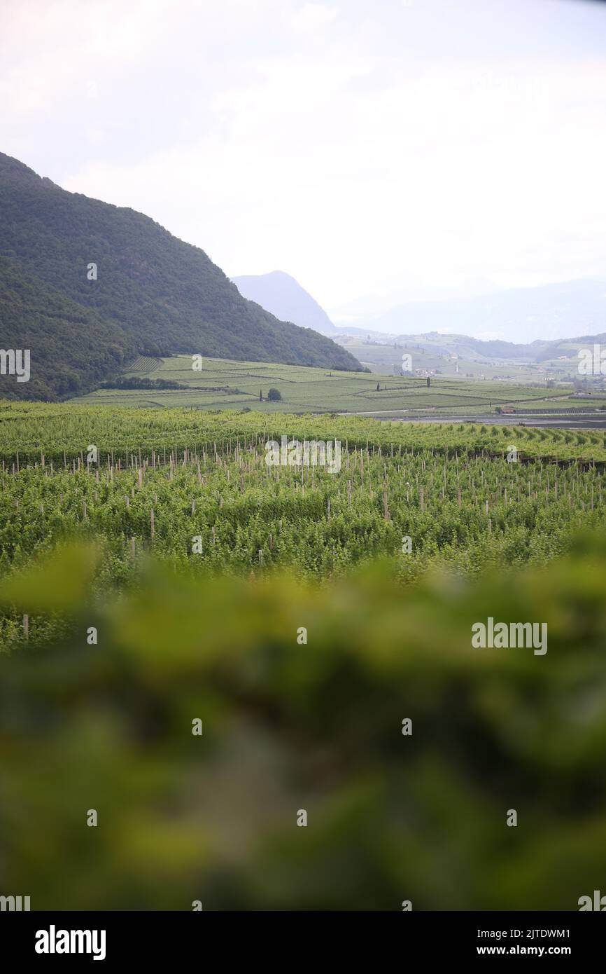 A vertical shot of a green vineyard on a slope of a mountain range ...