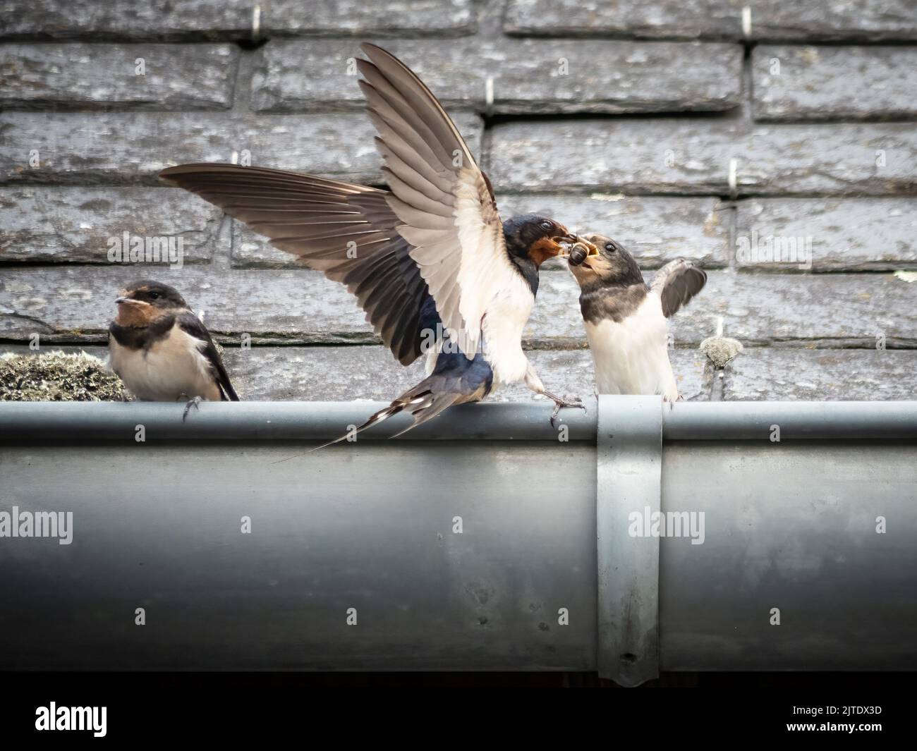 A Barn Swallow feeding an insect to a juvenile bird Stock Photo - Alamy