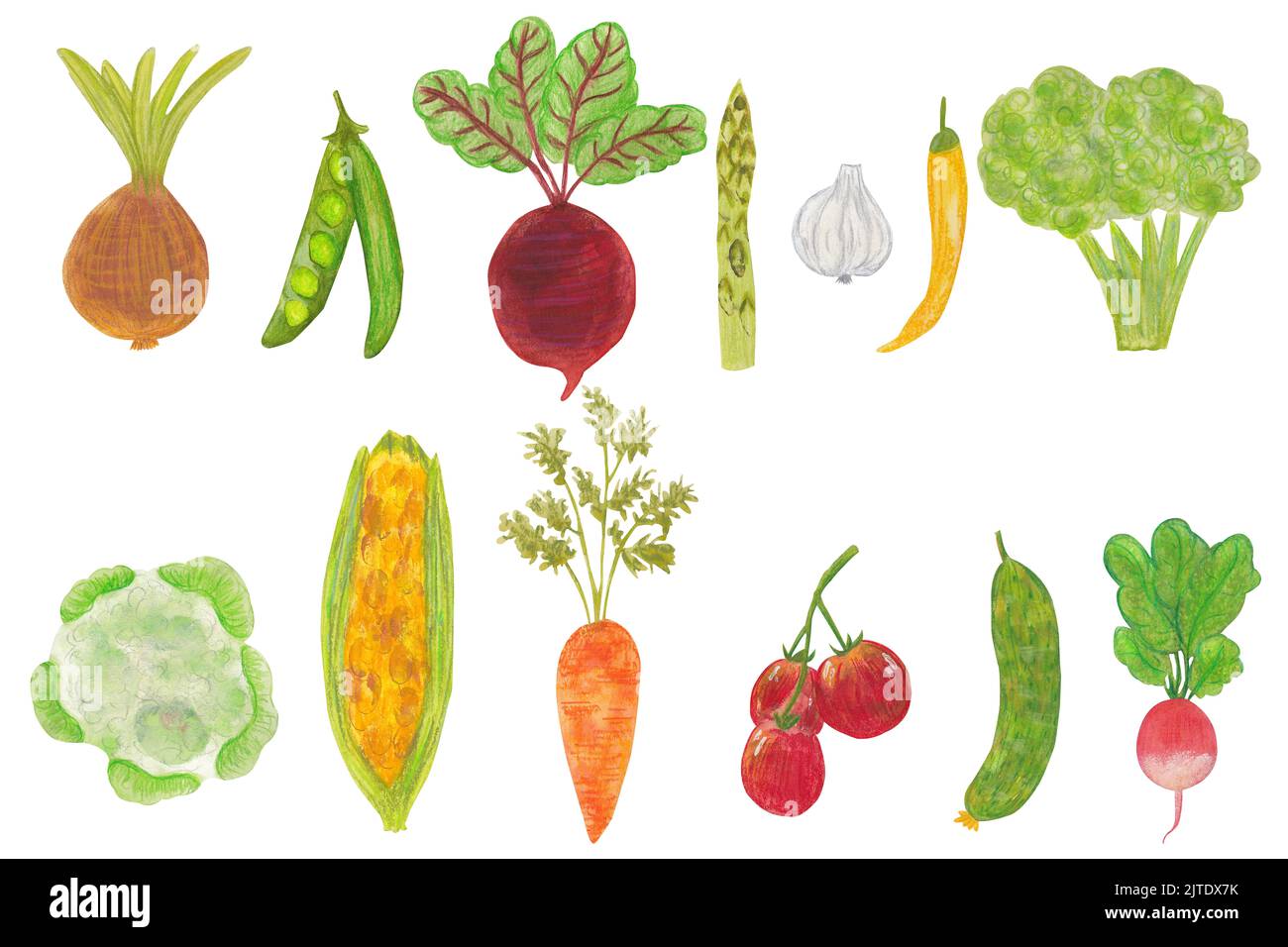 Set of watercolor vegetables. Fresh veggies as tomato, radish, pepper ...
