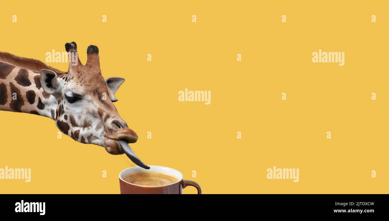Funny giraffe tasting delicious coffee on yellow background Stock Photo ...