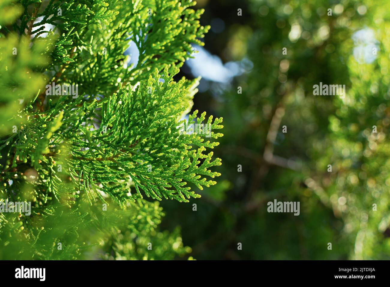 Juniper green background. The texture of juniper branches for a full ...