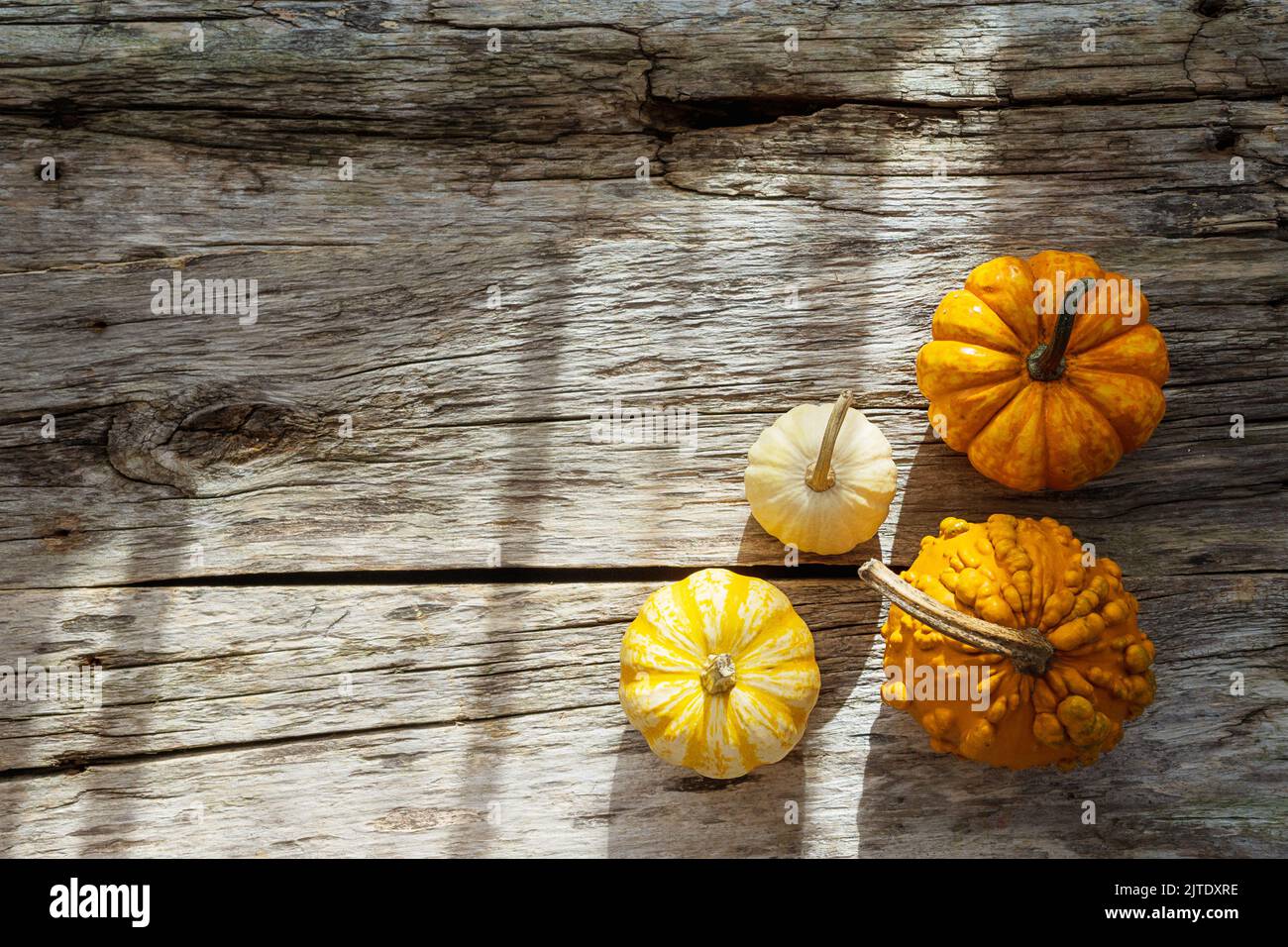 Small orange pumpkins in sunlight on wooden background, top view, flat ...