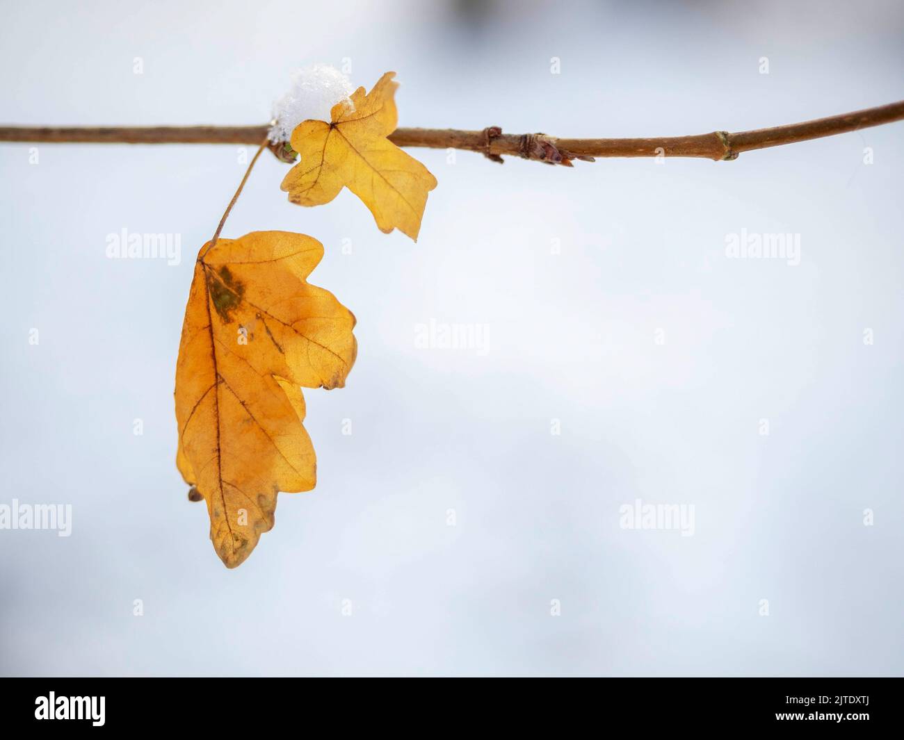 faded yellow oak leaf on a twig in a winter season Stock Photo - Alamy