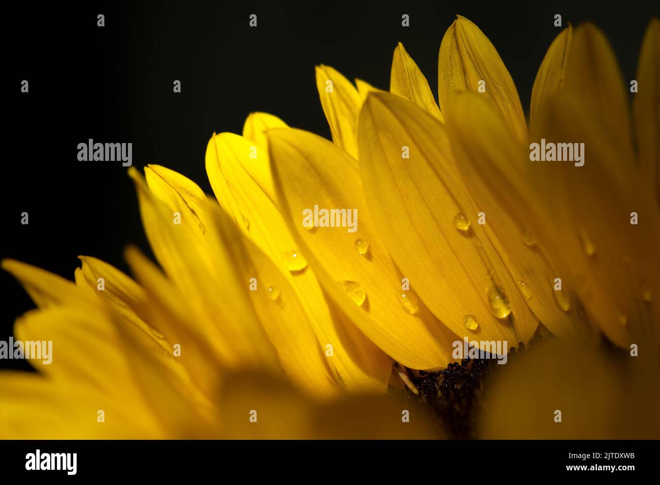 Close up sunflower water hi-res stock photography and images - Alamy