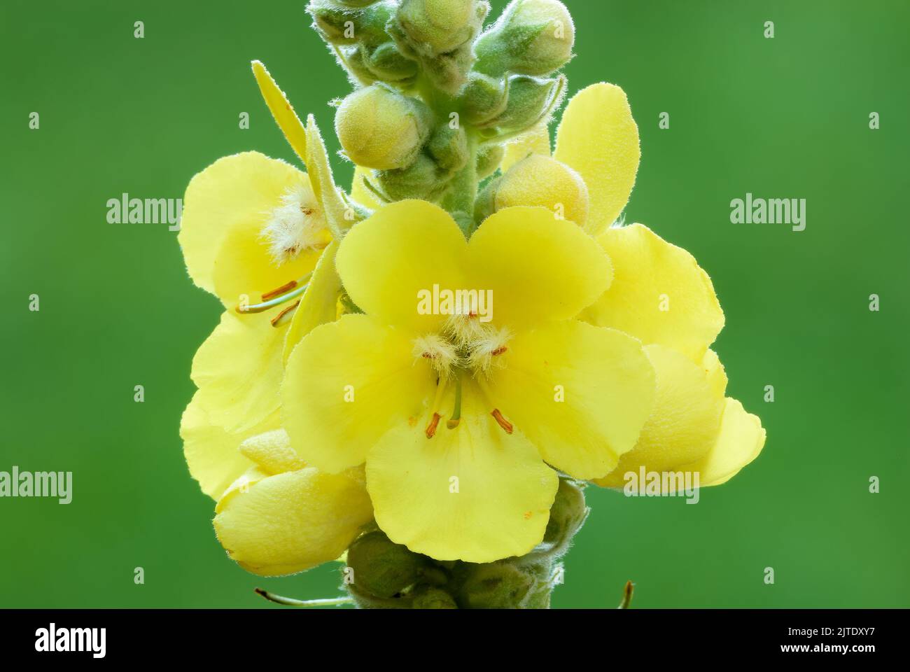 Mullein weed hi-res stock photography and images - Alamy