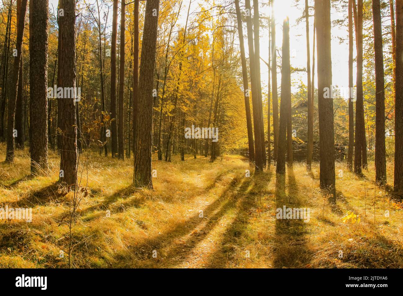 Autumn nature in the forest in the sunny day in october Stock Photo - Alamy