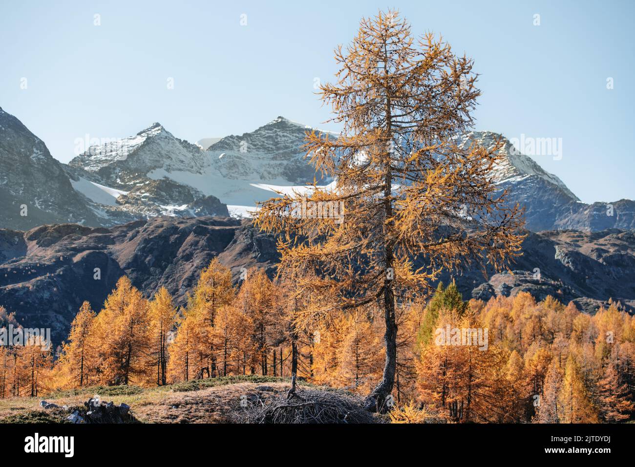 Colorful larch trees in autumn on Swiss alps with snow in high altitude ...