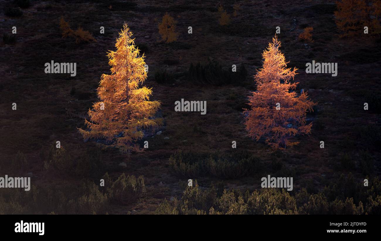 Colored larches hi-res stock photography and images - Alamy