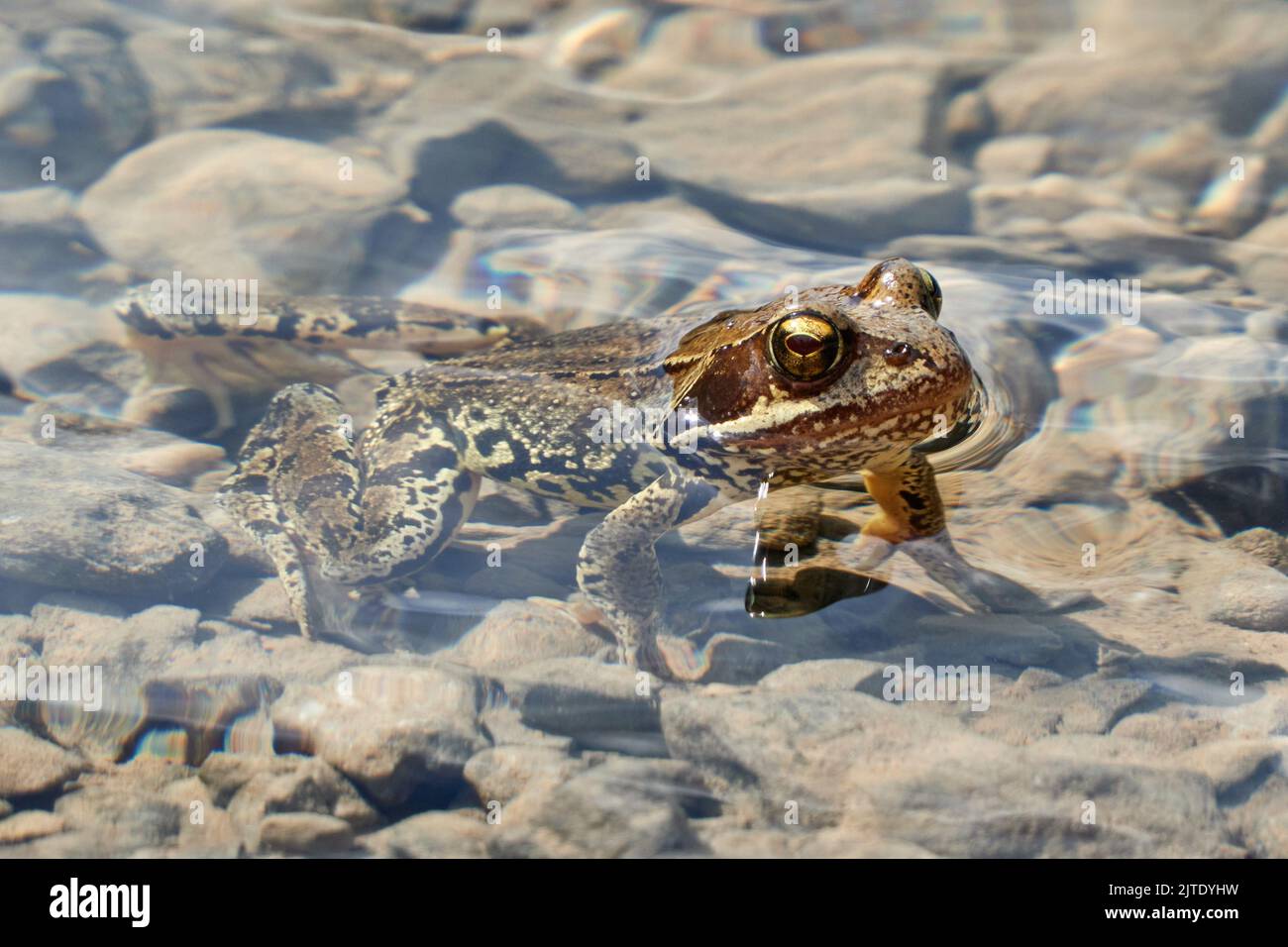 Rana de los pirineos hi-res stock photography and images - Alamy