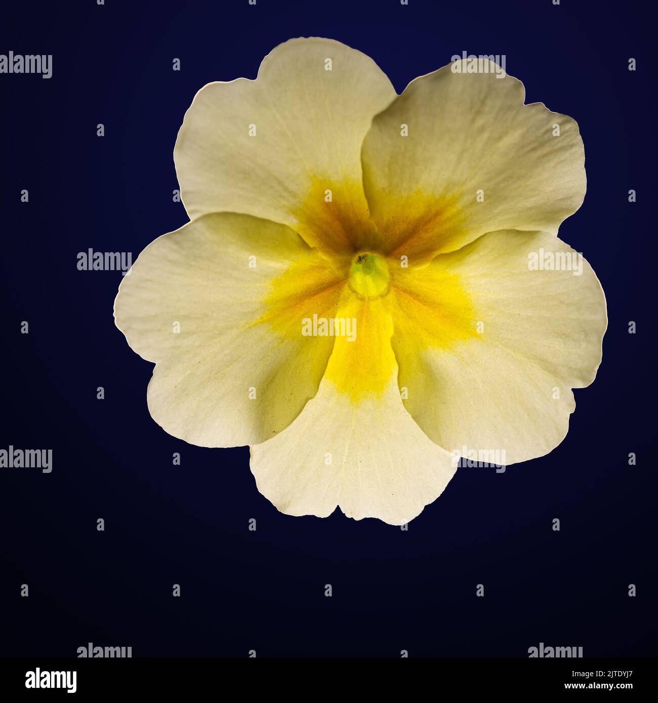 Yellow Primrose flowers Stock Photo - Alamy