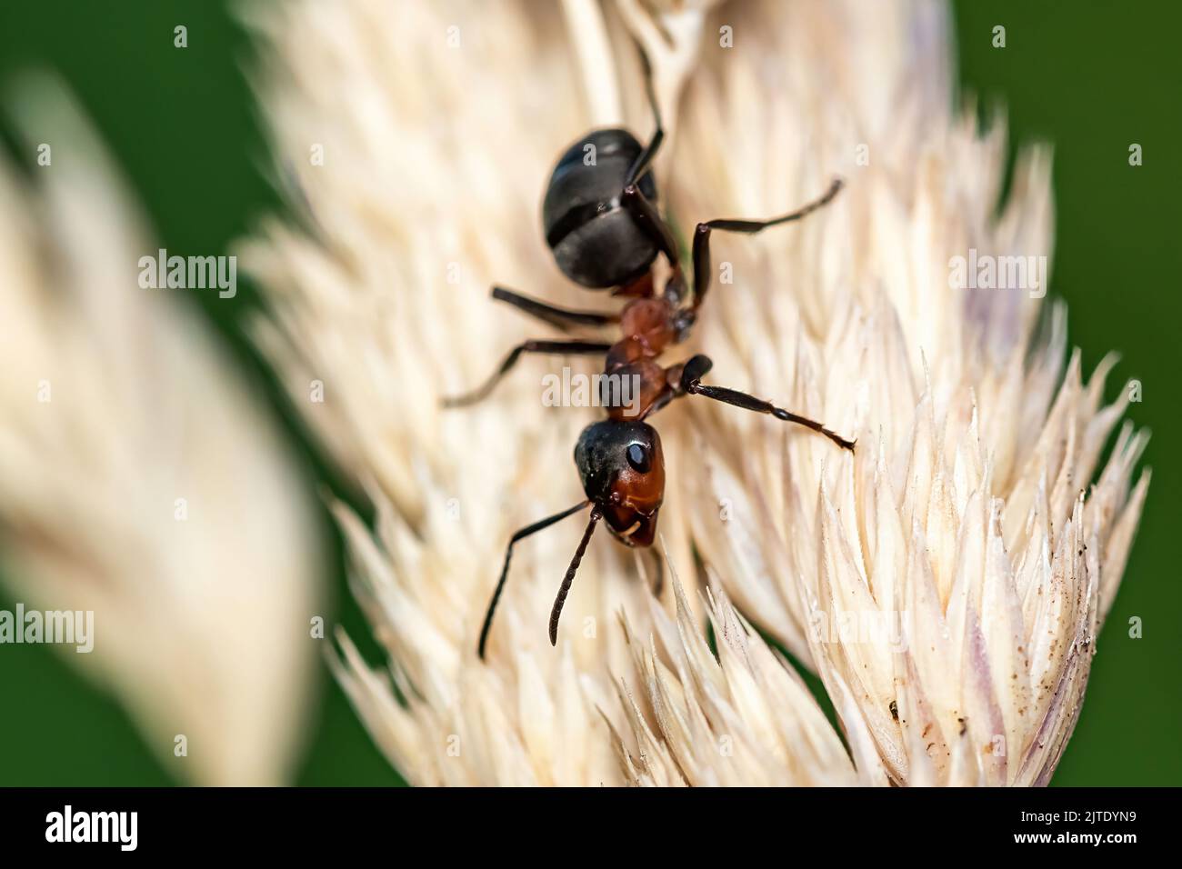 Closeup of an active ant on a spikelet branch Stock Photo - Alamy