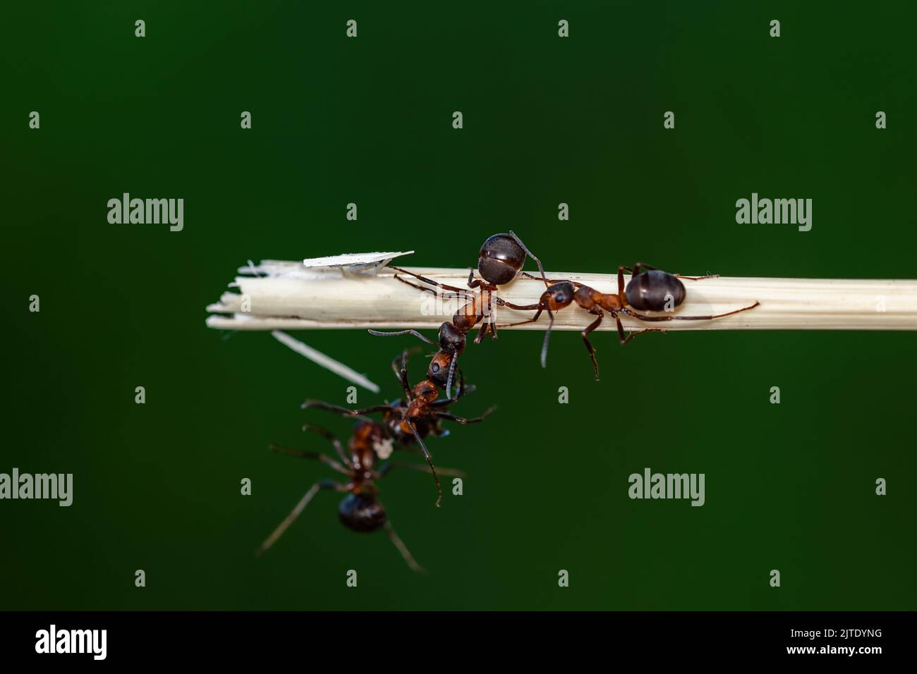 Ants crawling on branch hi-res stock photography and images - Alamy