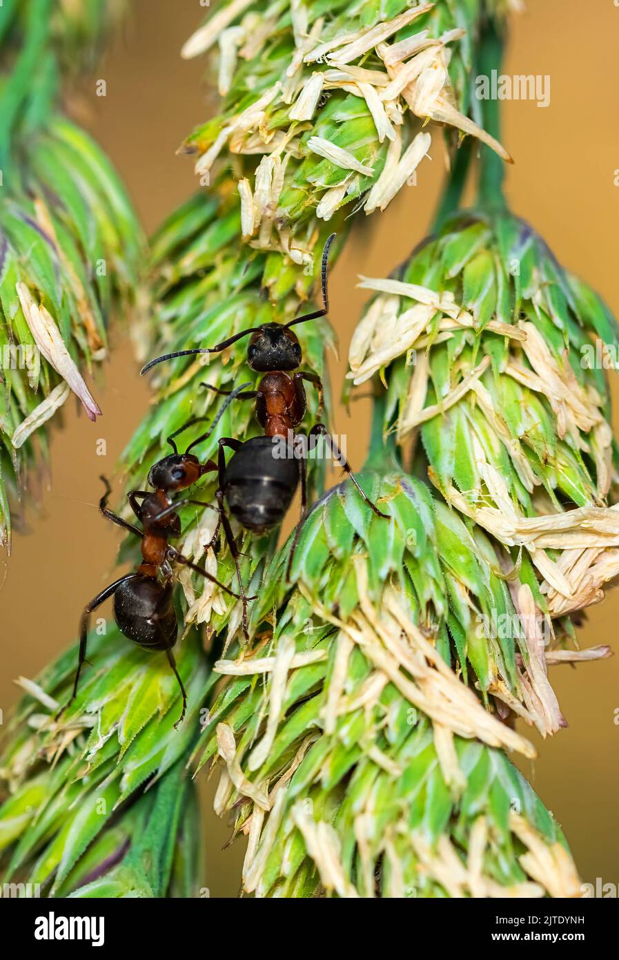 Closeup of an active ants on a spikelet branch Stock Photo - Alamy