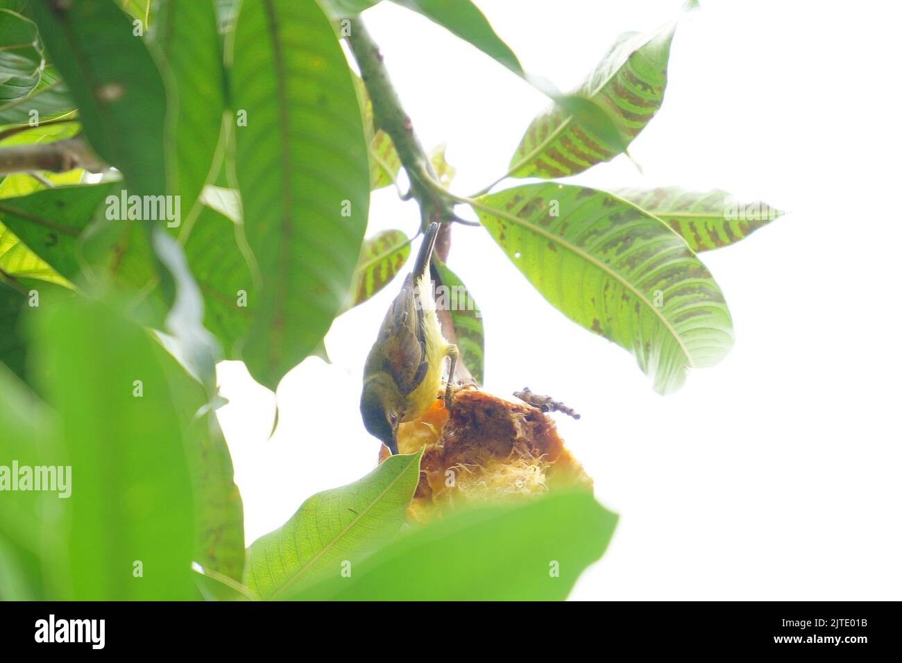 Small bird fruit Stock Photo - Alamy