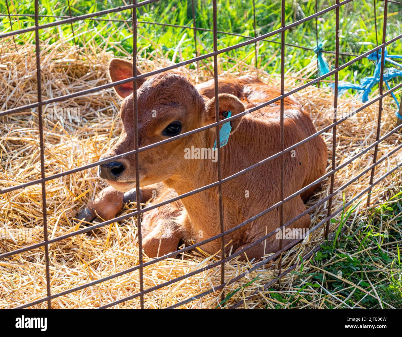 A young cow calf at a New England farm under the sunlight Stock Photo ...