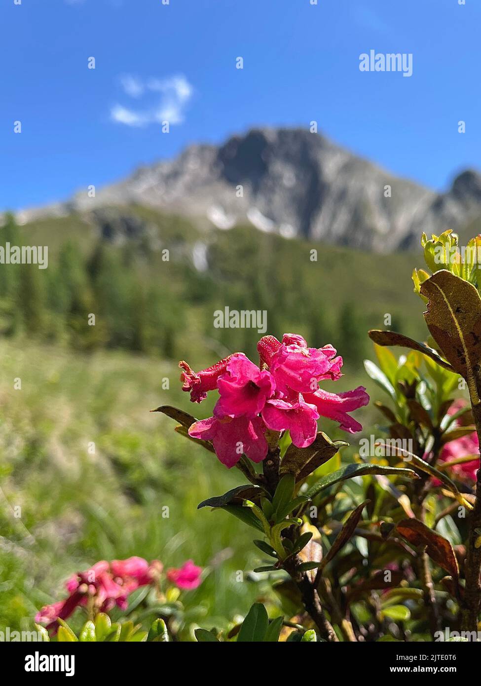 A vertical closeup of pink alpenrose (Rhododendron ferrugineum) growing ...
