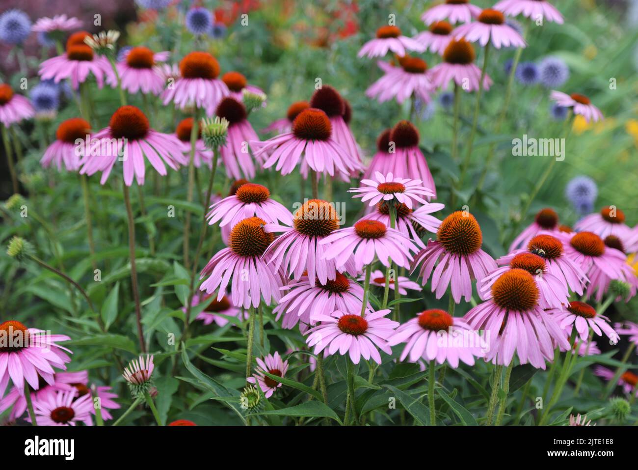 The flowers of the parliament garden in Quebec Stock Photo - Alamy