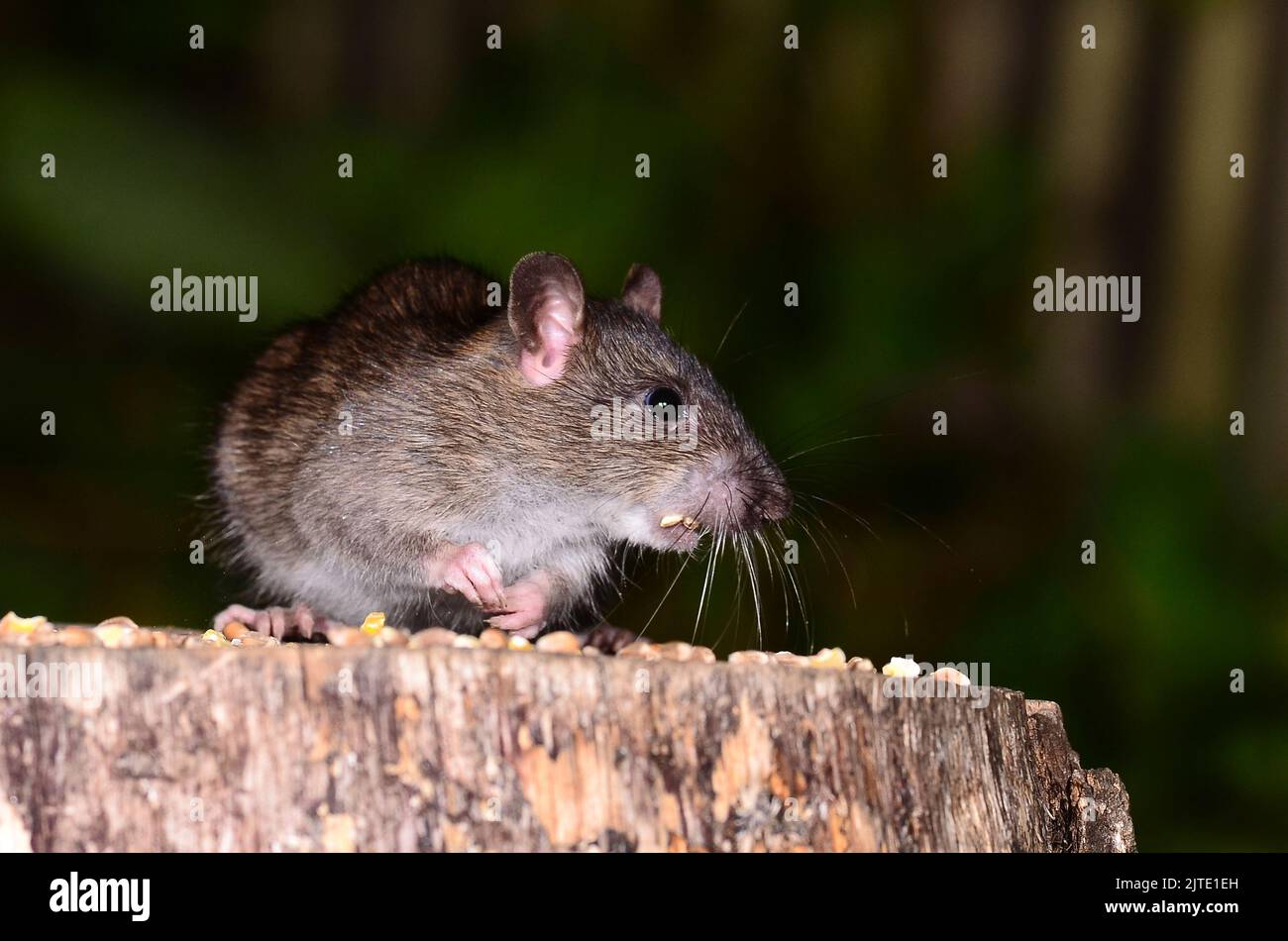Species of rat hi-res stock photography and images - Alamy