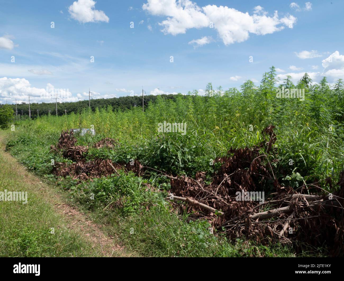 A hemp field in Ngao, Thailand. Cannabis and hemp products have been ...