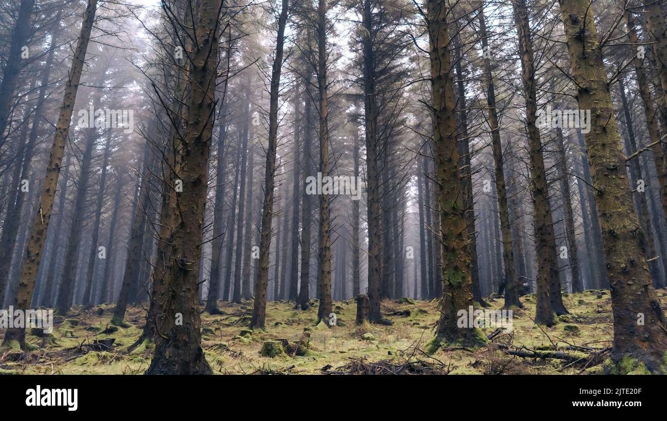 The picturesque view of moss glade in the forest of Ireland Stock Photo ...