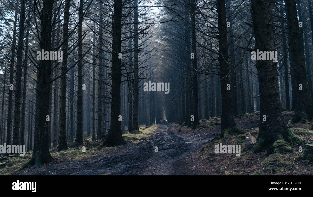 The beautiful colors of the forest in Ireland Stock Photo - Alamy
