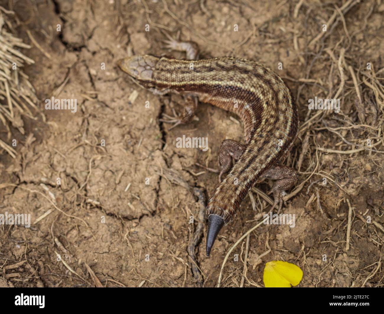 The viviparous lizard (latin name-: Zootoca vivipara) at Beleg, Mt ...