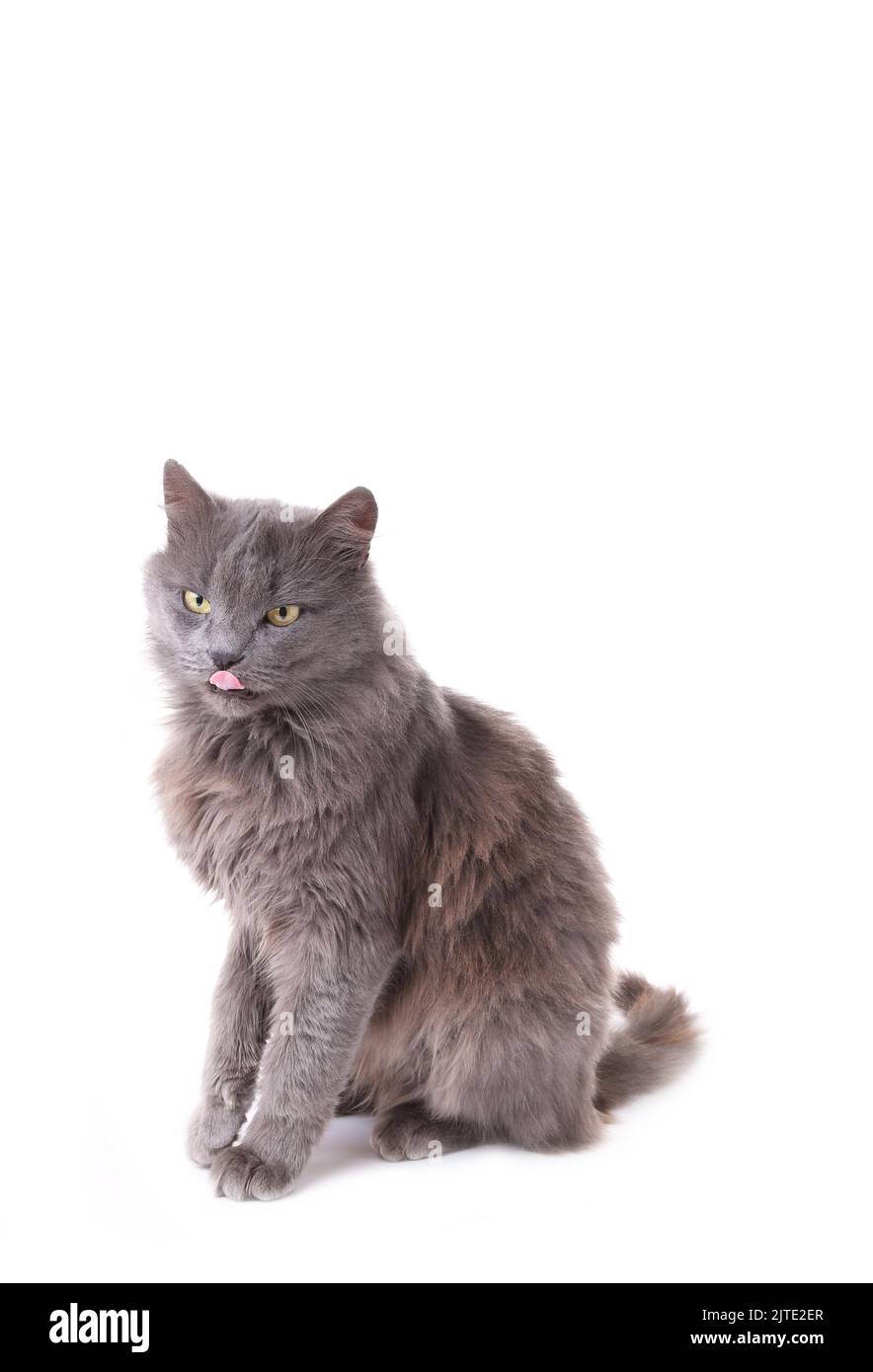Beautiful grey cat hi-res stock photography and images - Alamy