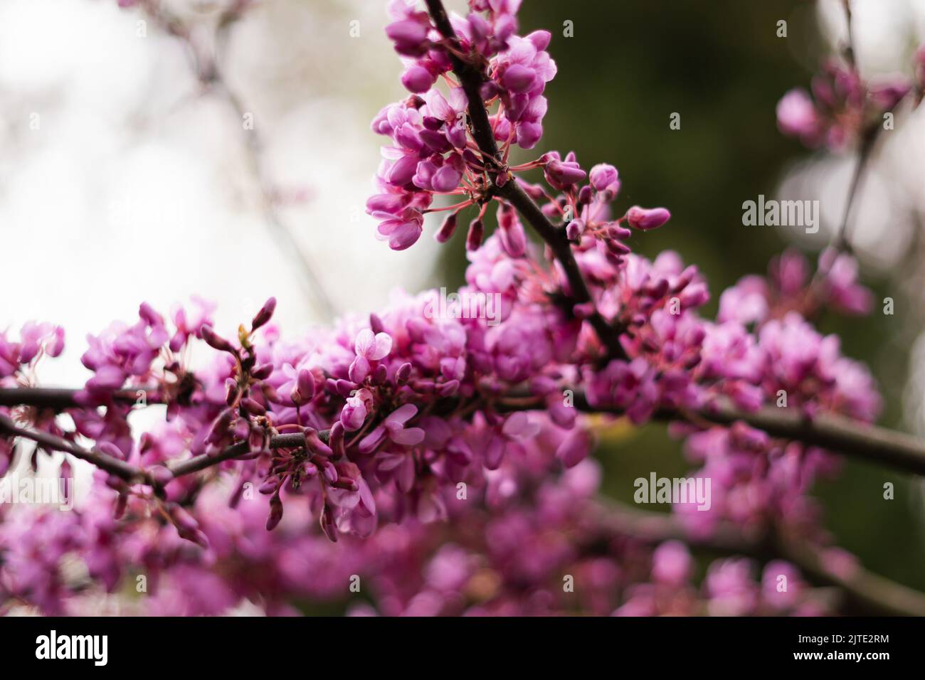 Branch of a Lilac tree, elder tree close up photo, plant, tree, purple ...