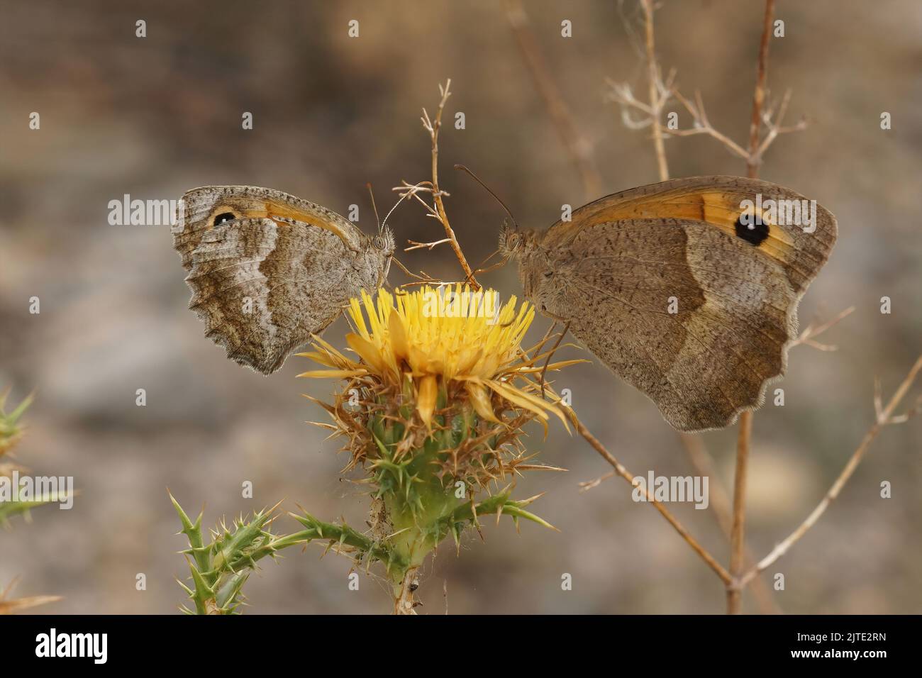 Closeup on 2 lookalike, Southern gatekeeper, Pyronia cecilia and meadow ...