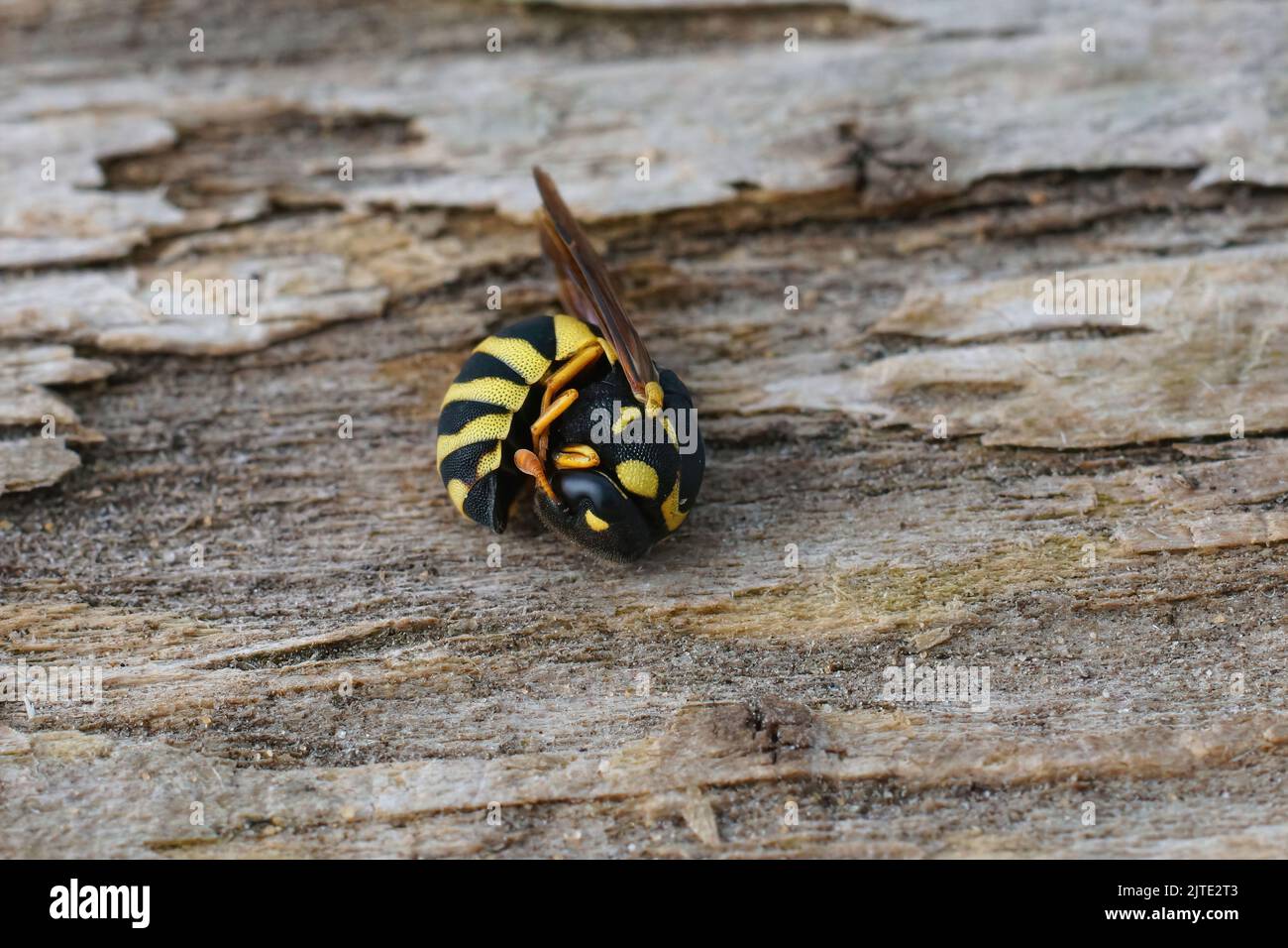 Detailed closeup on a small colorful Celonites abbreviatus wasp, curled ...