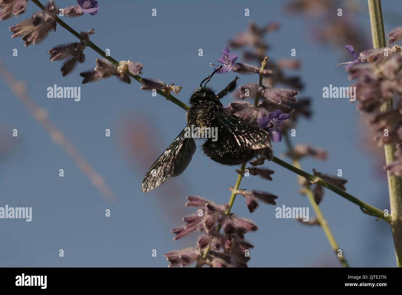 A colorful upward angle closeup on a large carpenter bee, Xylocopa ...