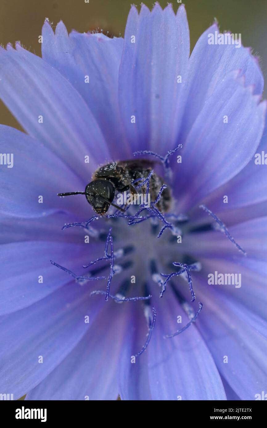 Family halictidae collecting on flower hi-res stock photography and ...