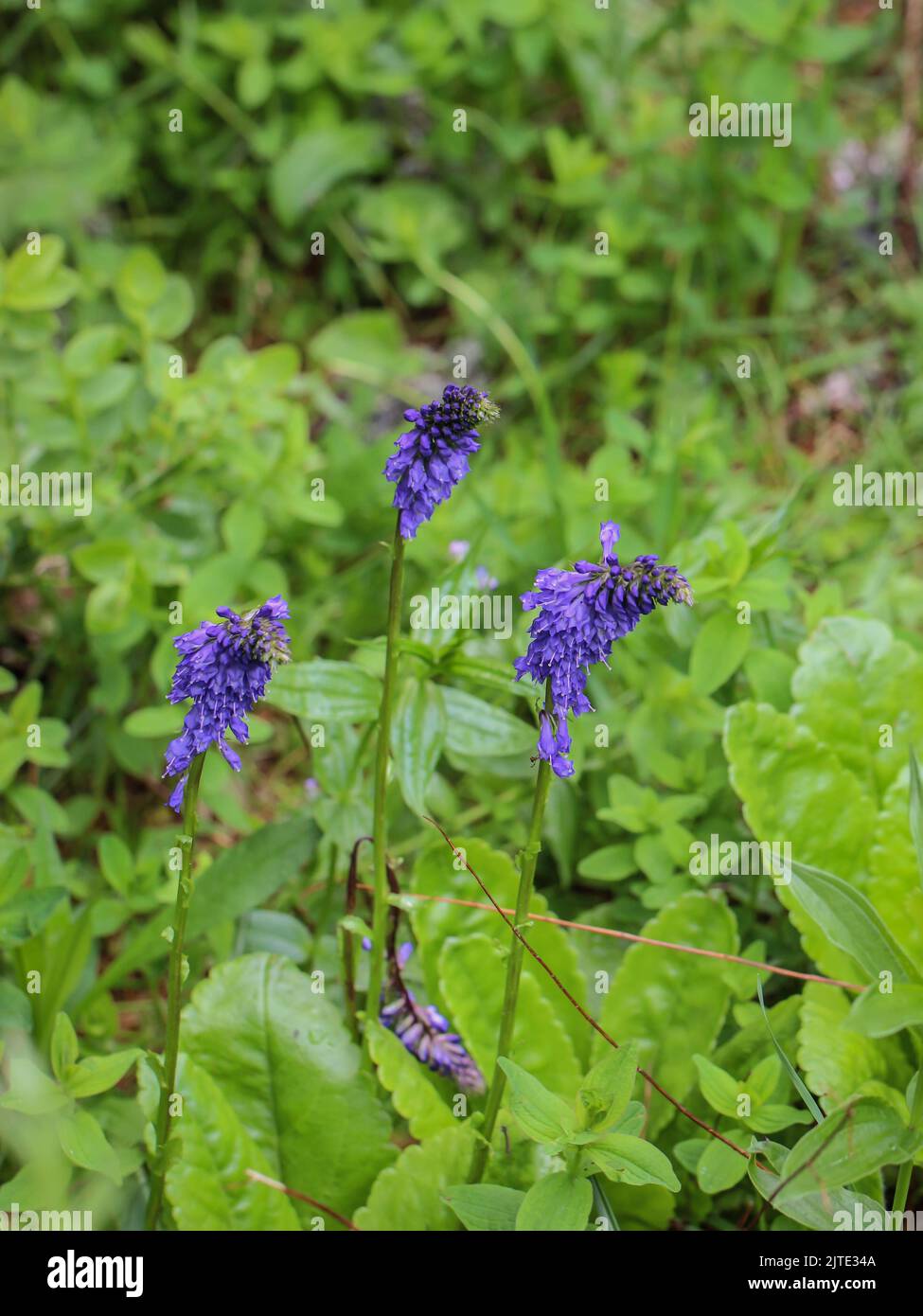 Violet flowers of Wulfenia carinthiaca at Beleg, Mokra Gora in Serbia ...