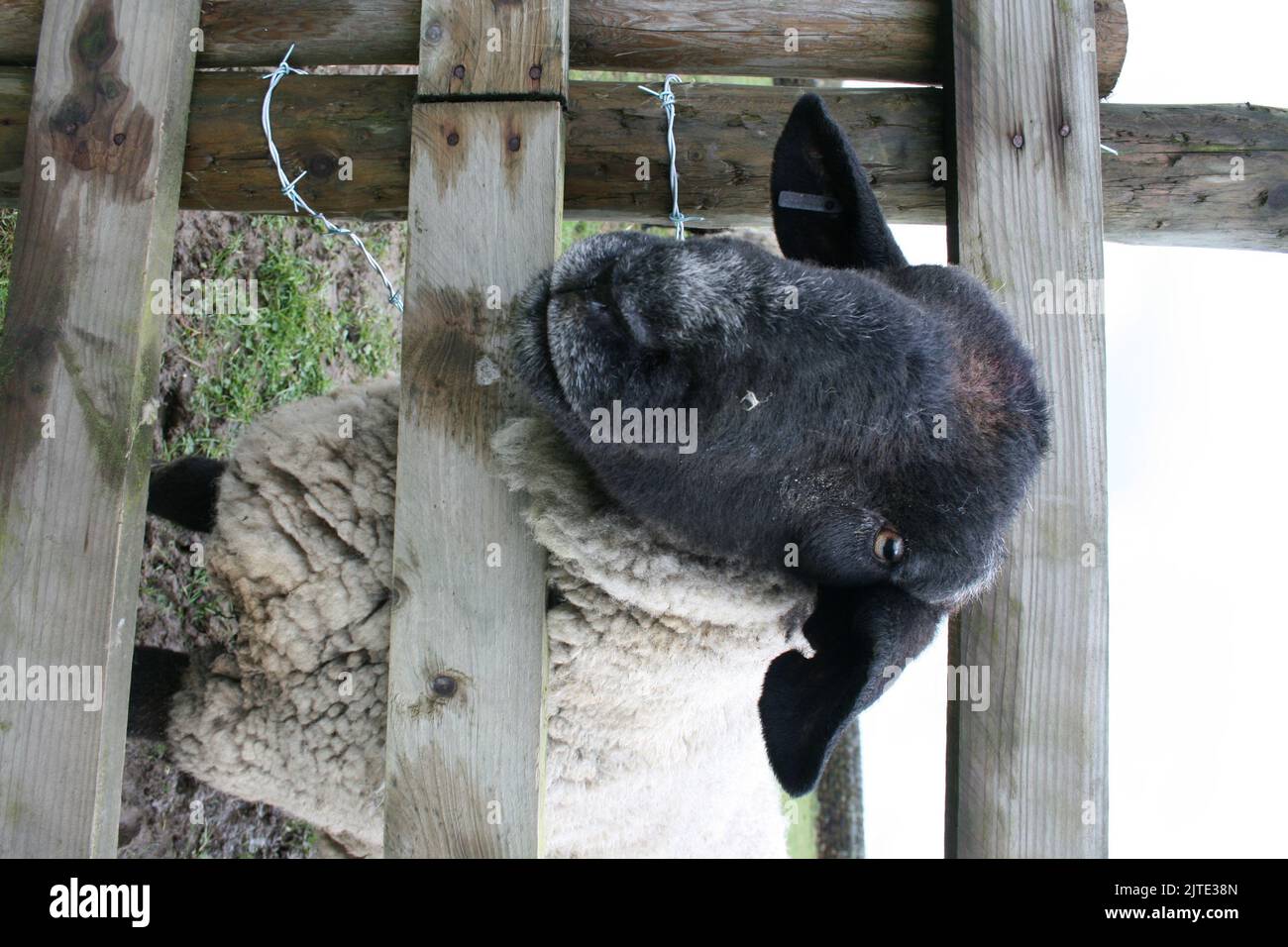 Suffolk ram hi-res stock photography and images - Alamy