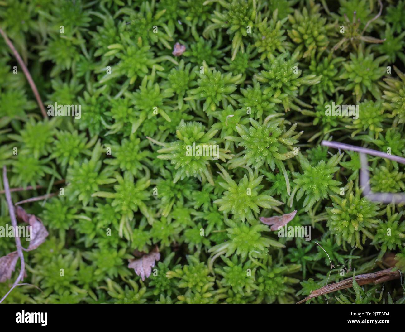 Tara moss hi-res stock photography and images - Alamy