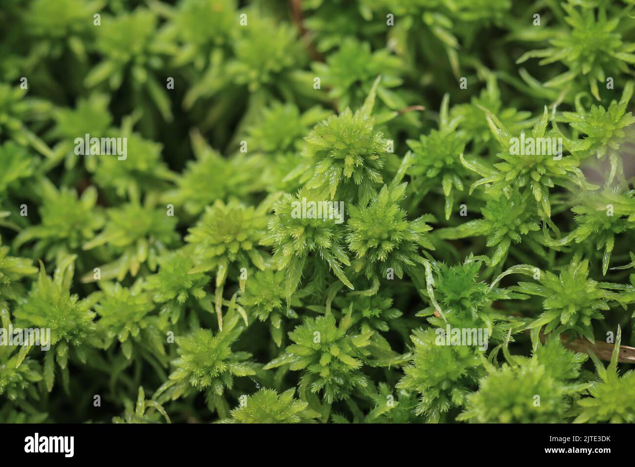 Peat moss Sphagnum sp. in the Tara National Park in western Serbia ...