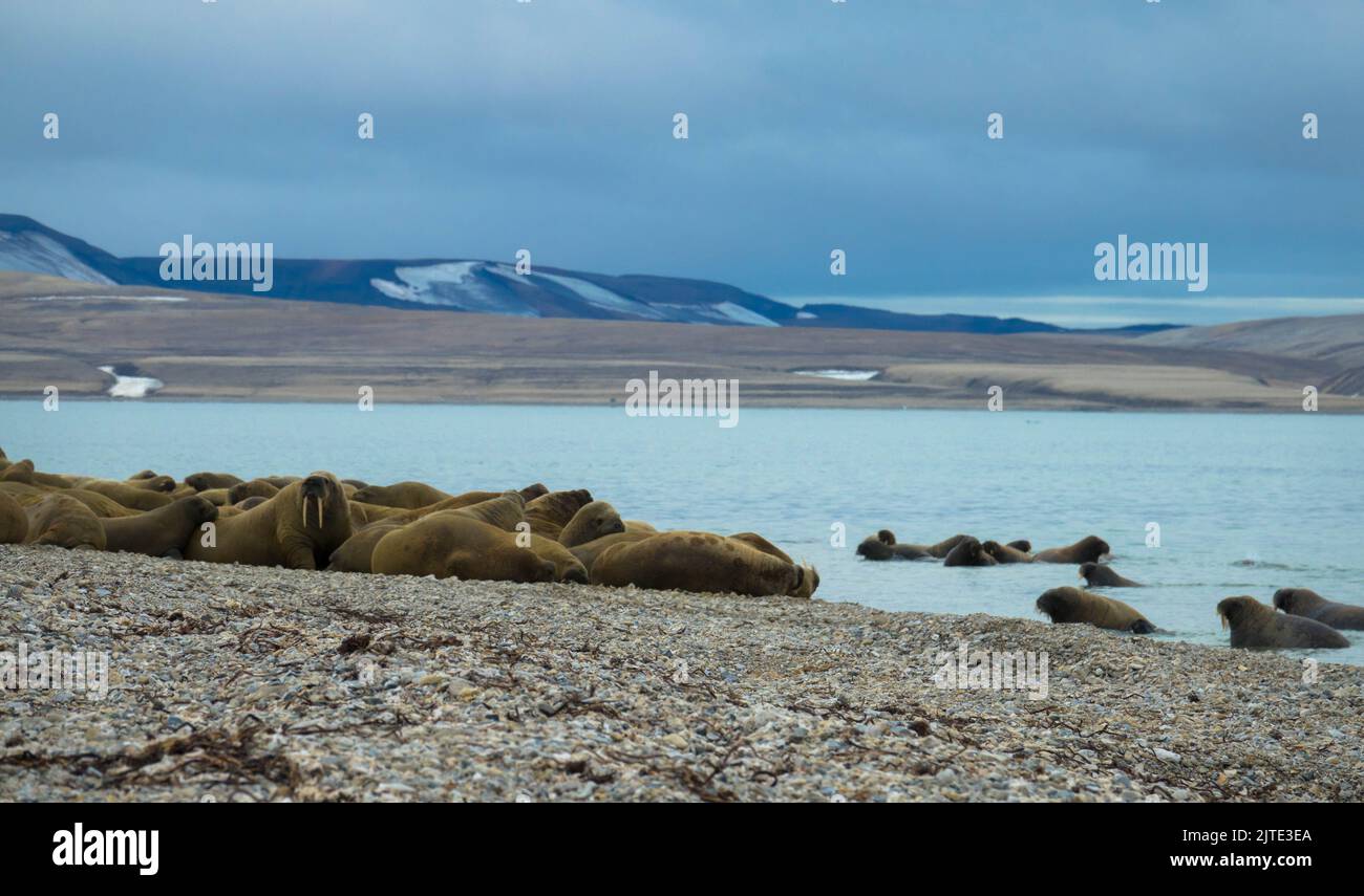 Walrus colony lying on the shore. Arctic landscape against blurred ...