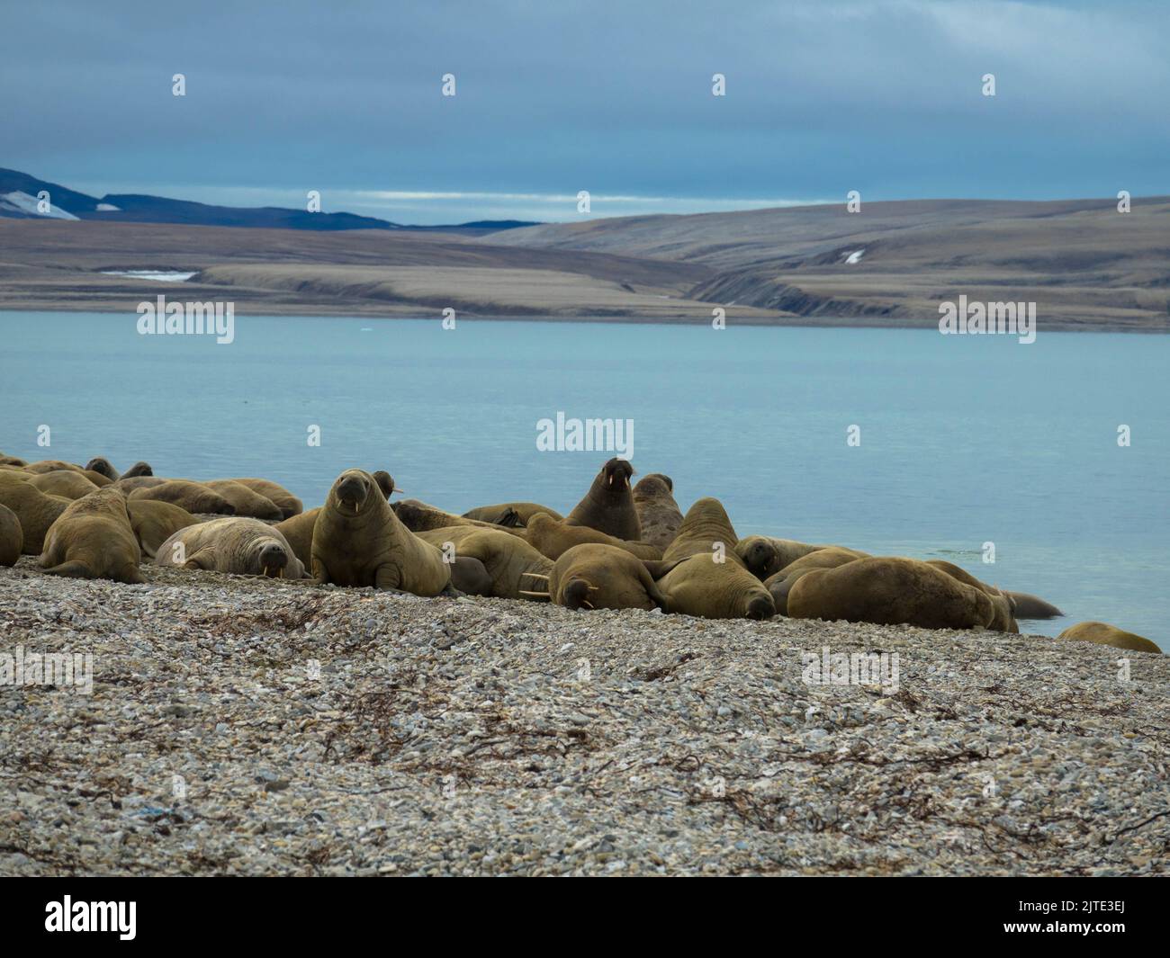 Walrus colony lying on the shore. Arctic landscape against blurred ...