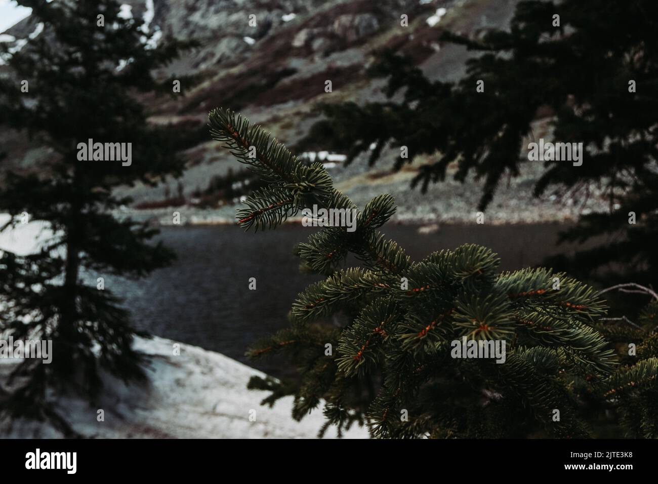 A view of the spruce limb on the background of river Stock Photo - Alamy