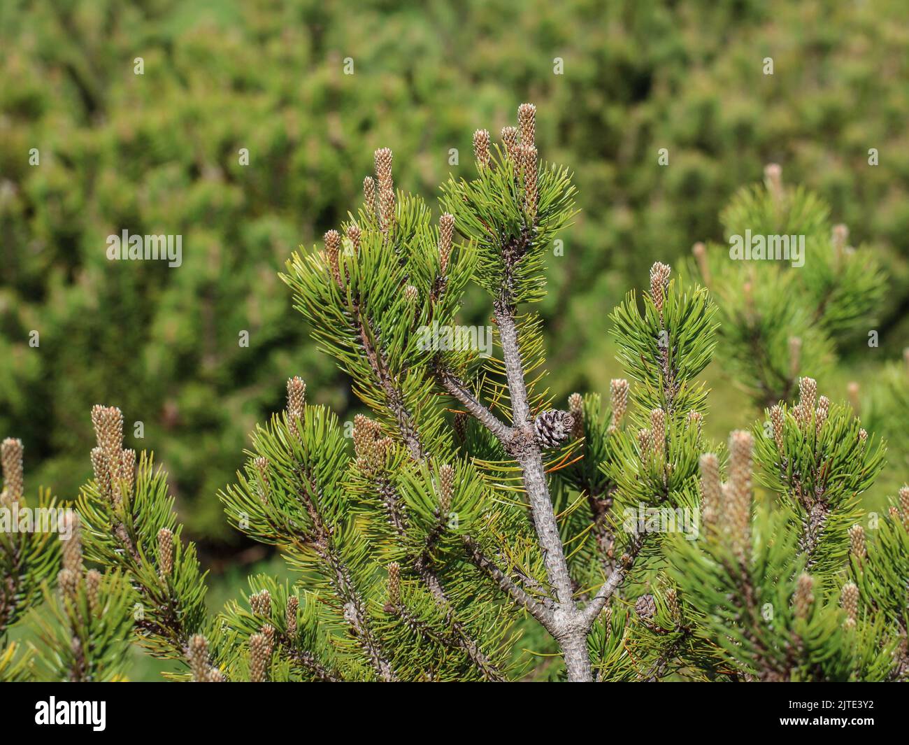 Young shoots of dwarf mountain pine (latin name: Pinus mugo) at Beleg ...