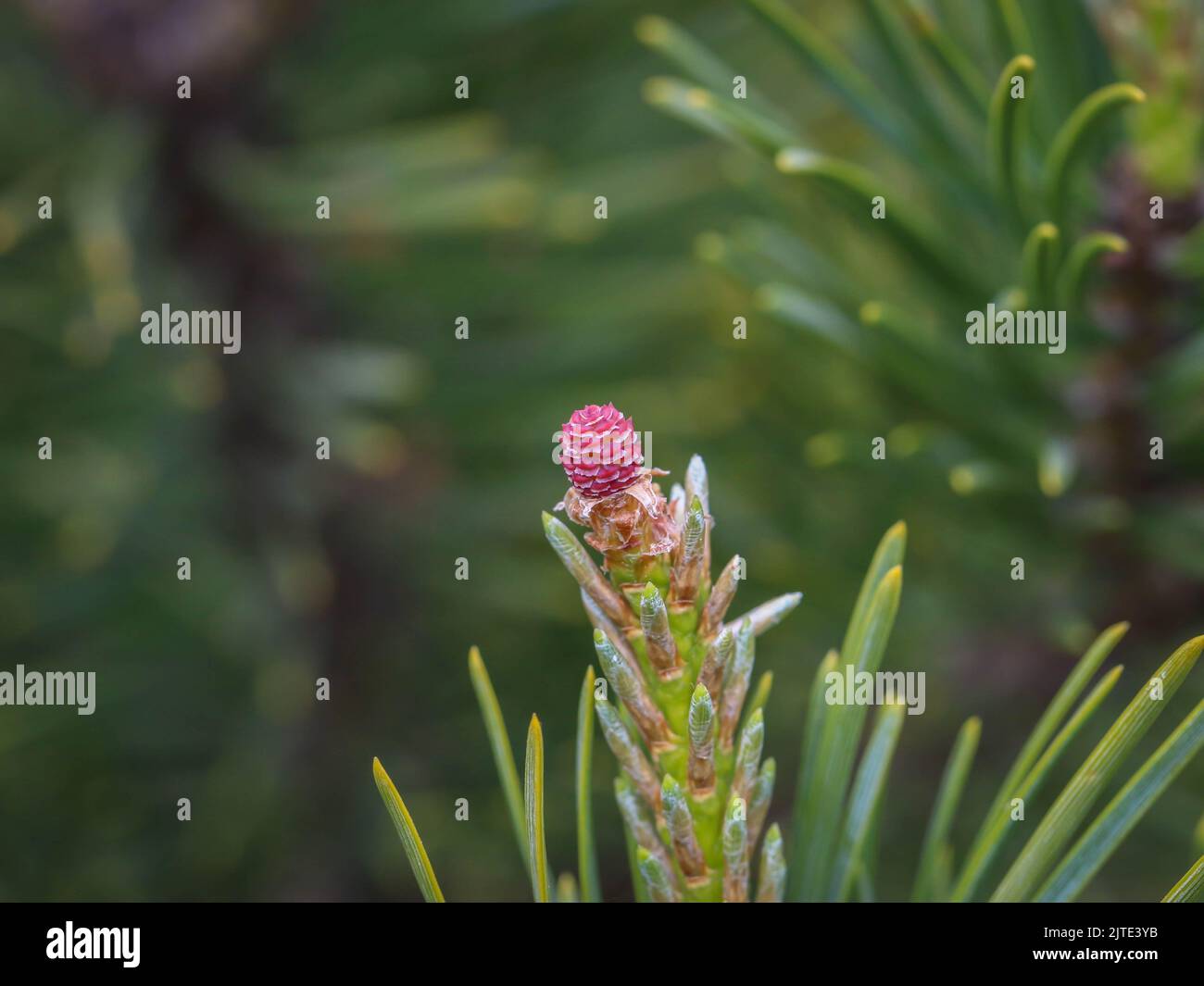 Single immature female cone of a dwarf mountain pine (latine name ...