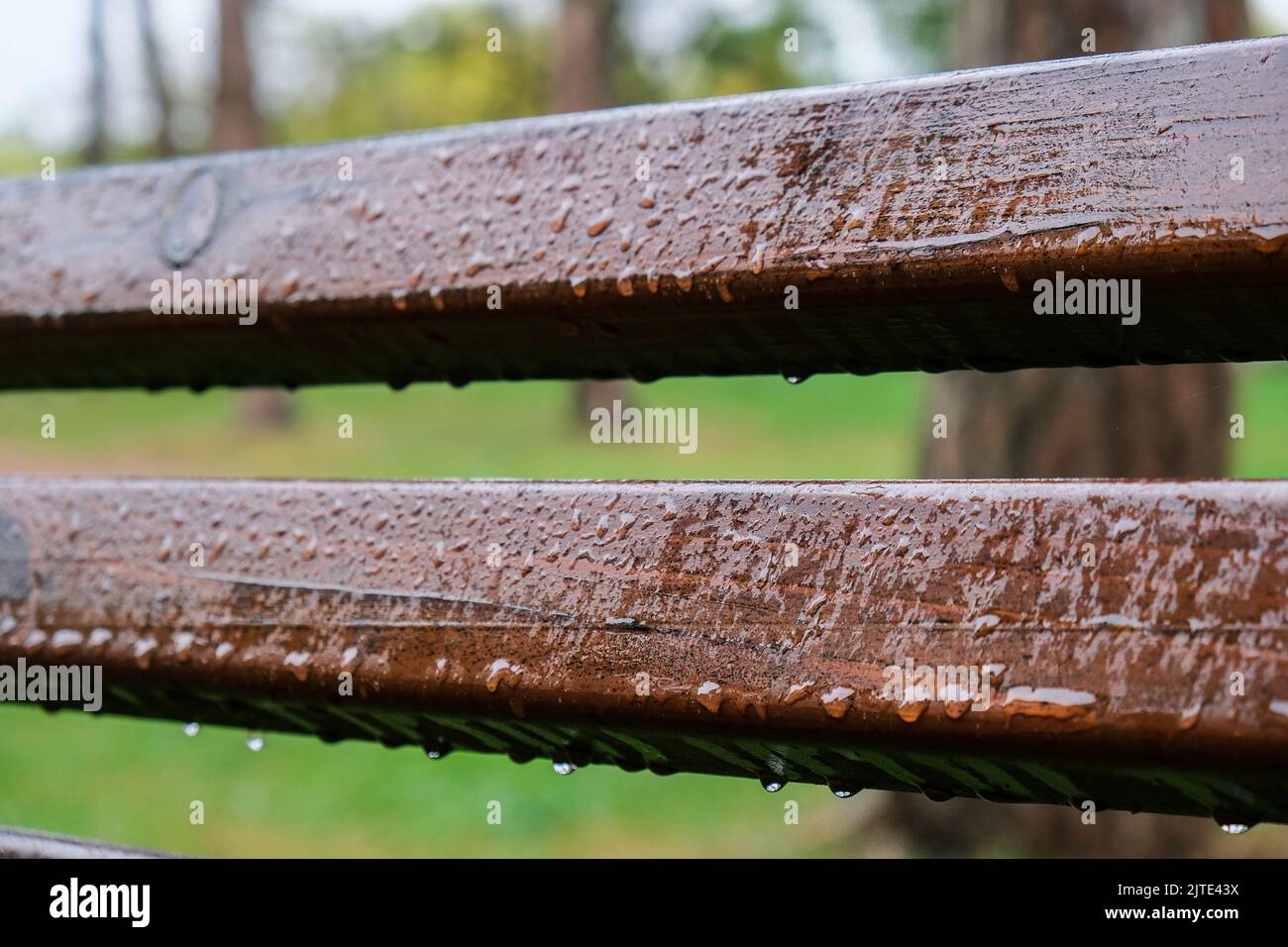 Wet bench in the park in the rain. Rainy weather. Wooden chair in the ...