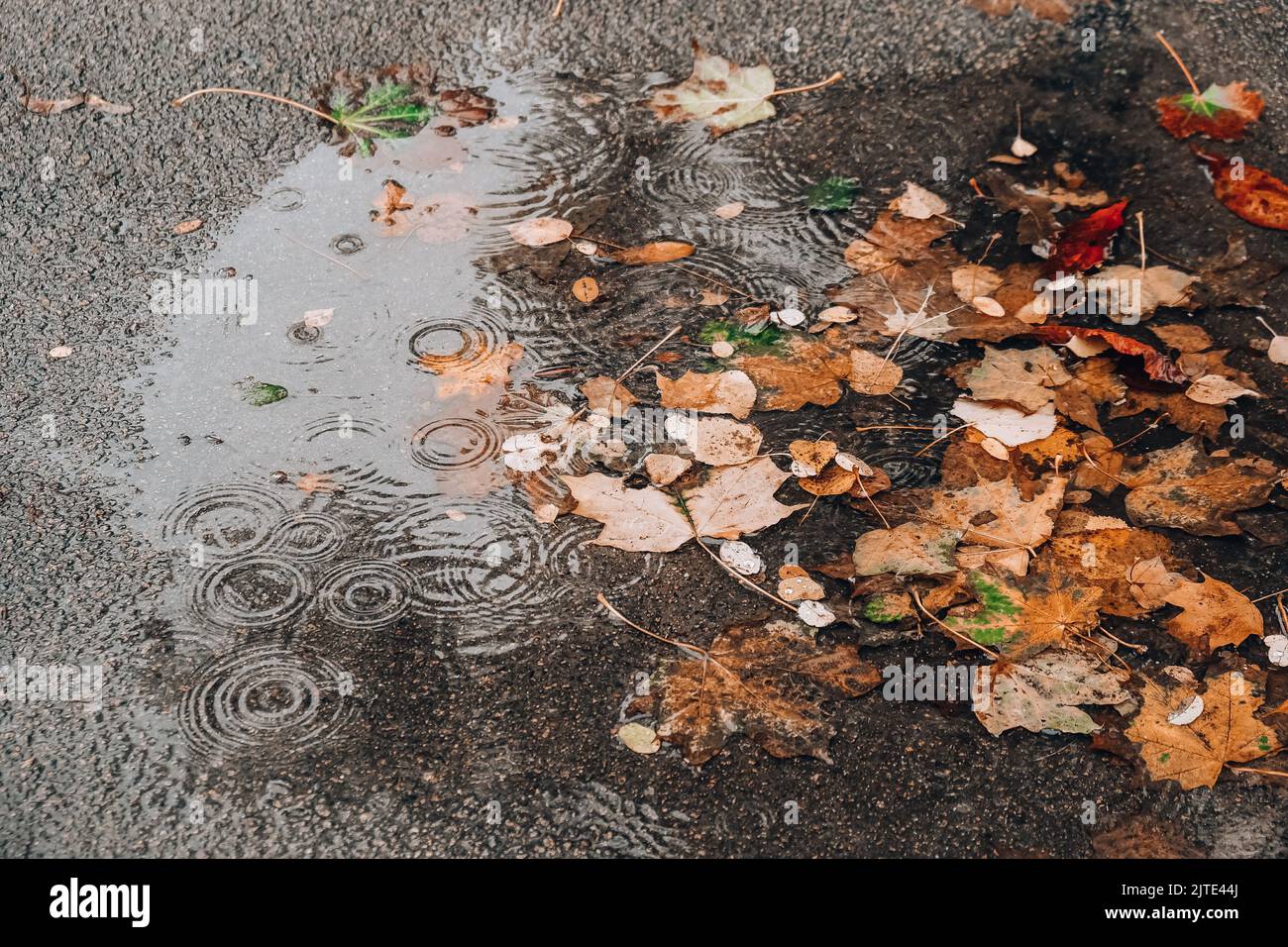 Autumn puddle with reflections of trees and fallen yellow leaves. Cloudy day after the rain ...
