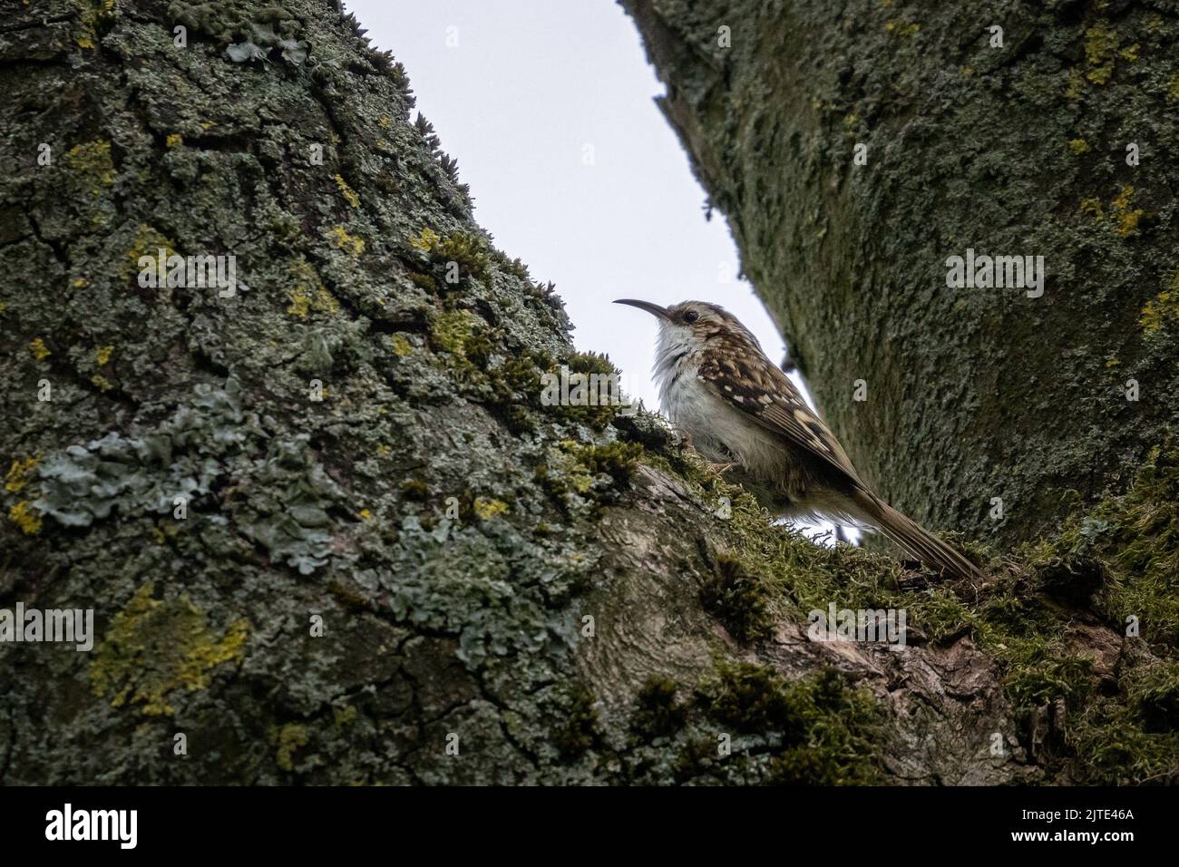 Treecreeper (Certhia familiaris) isolated in the nook of a tree trunk ...