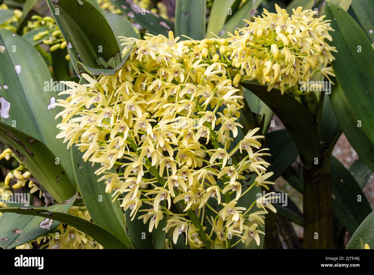 Dendrobium speciosum hi-res stock photography and images - Alamy