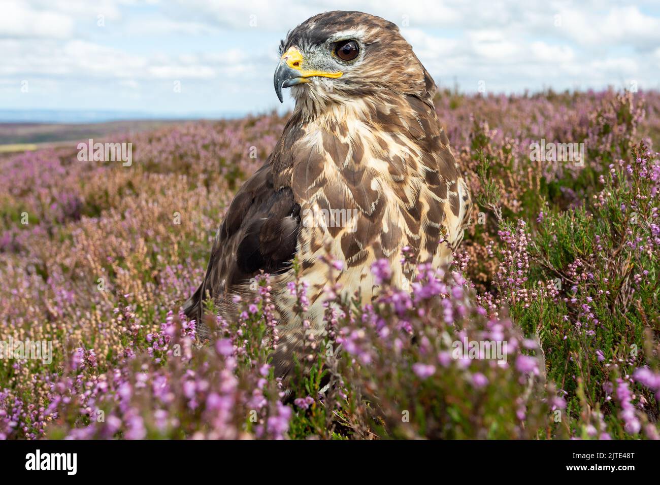 Close up of an adult Buzzard perched in purple heather on managed ...
